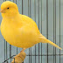 Kenari Border ( Border Canary)