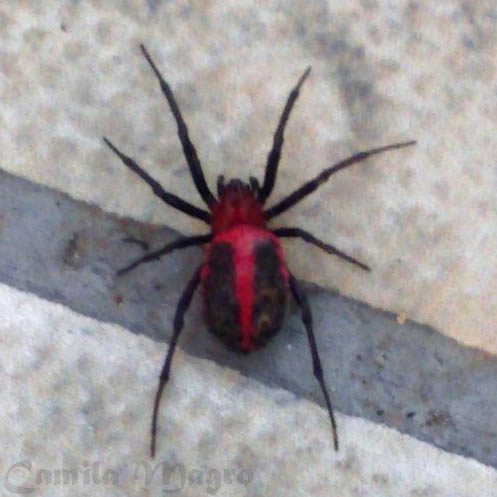 Insetologia - Identificação de insetos: Aranha Alpaida em São Paulo