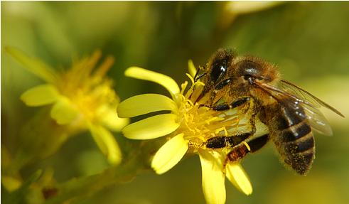 La cucala educativa: 2011