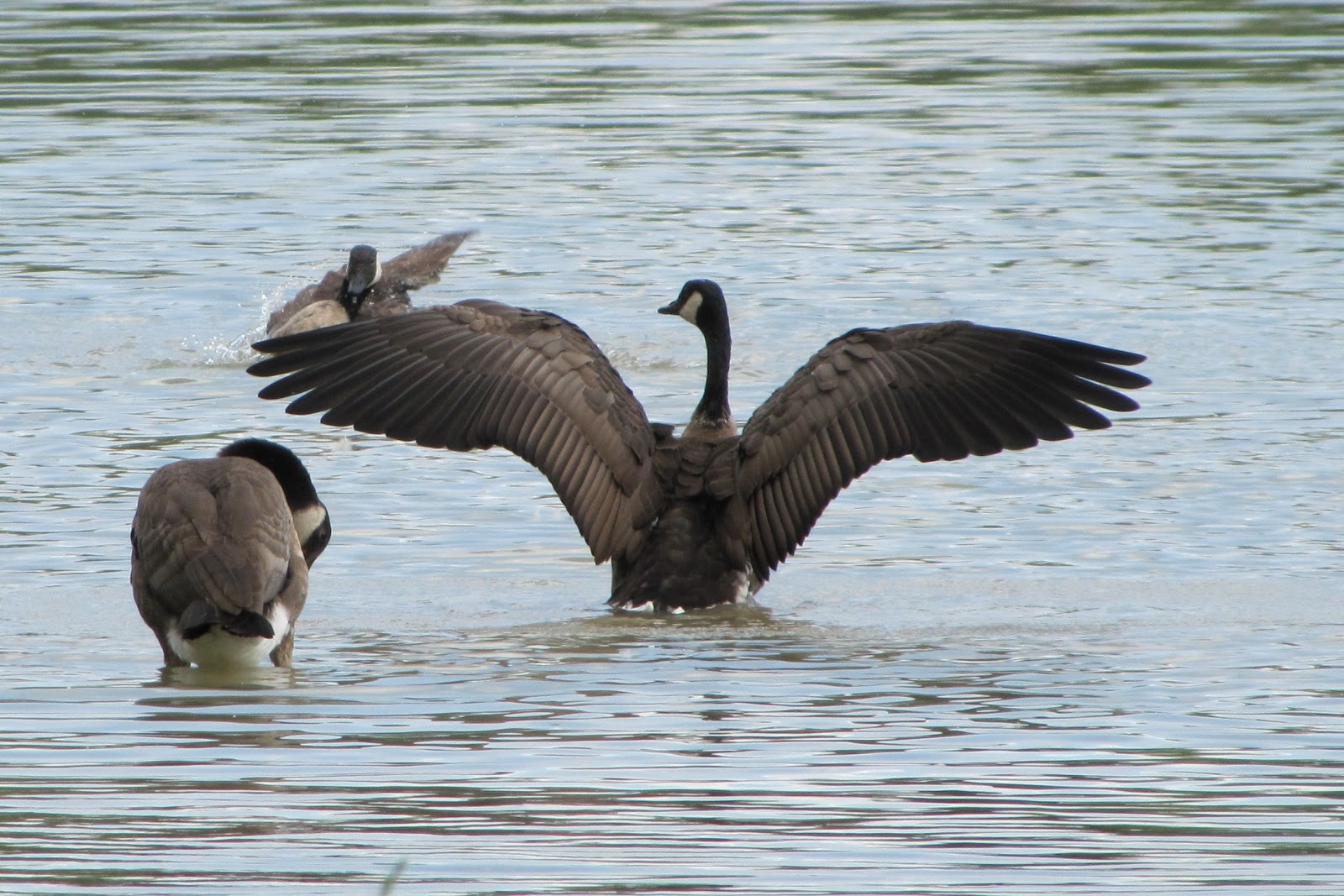 To Behold the Beauty: Canada Geese Beach Party