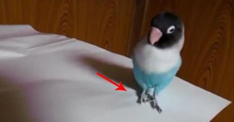 FactsnFunny: Watch This Parrot’s High-Speed Tap Dance Is So Adorable