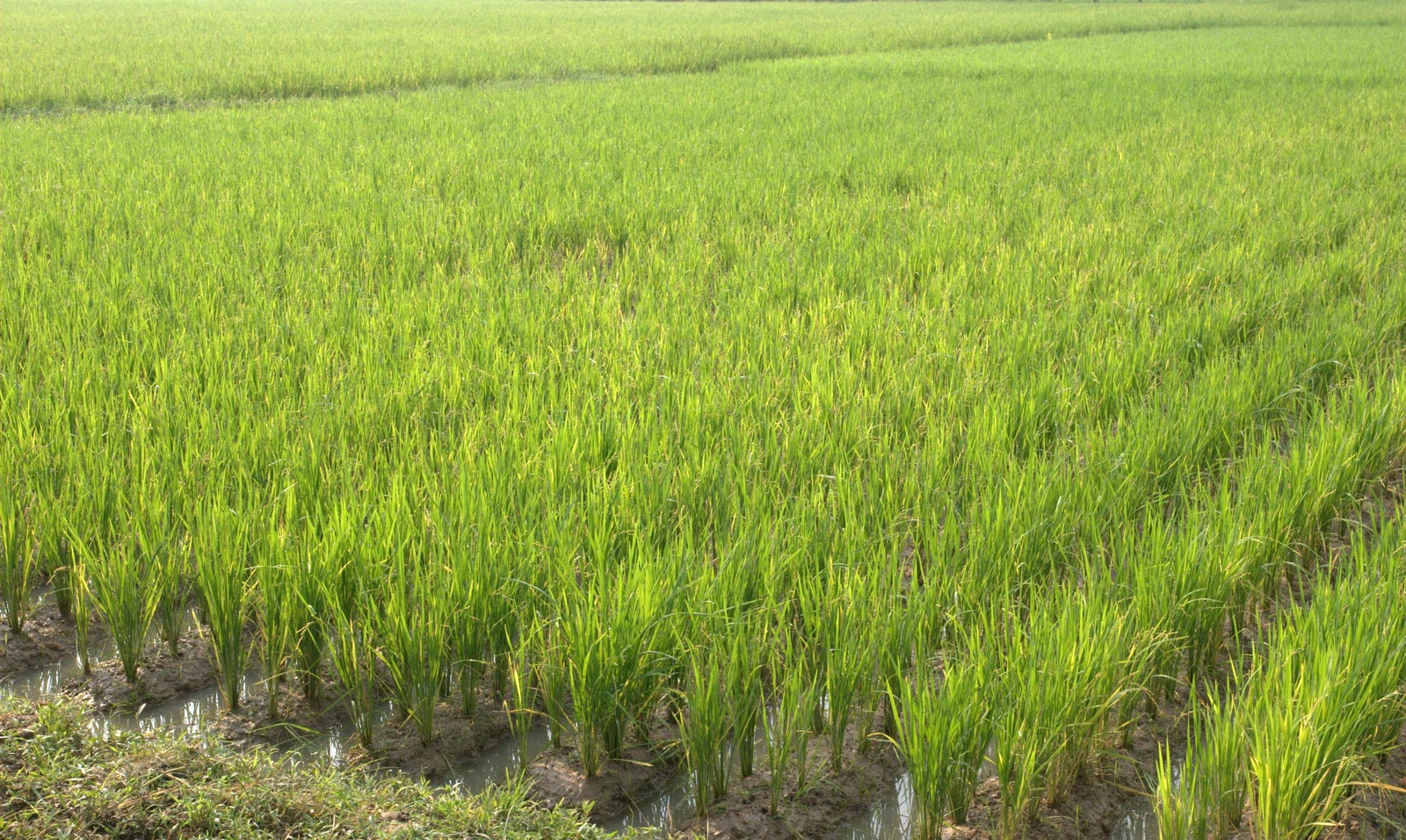 Bangladesh Unlocked: THE GANGES DELTA