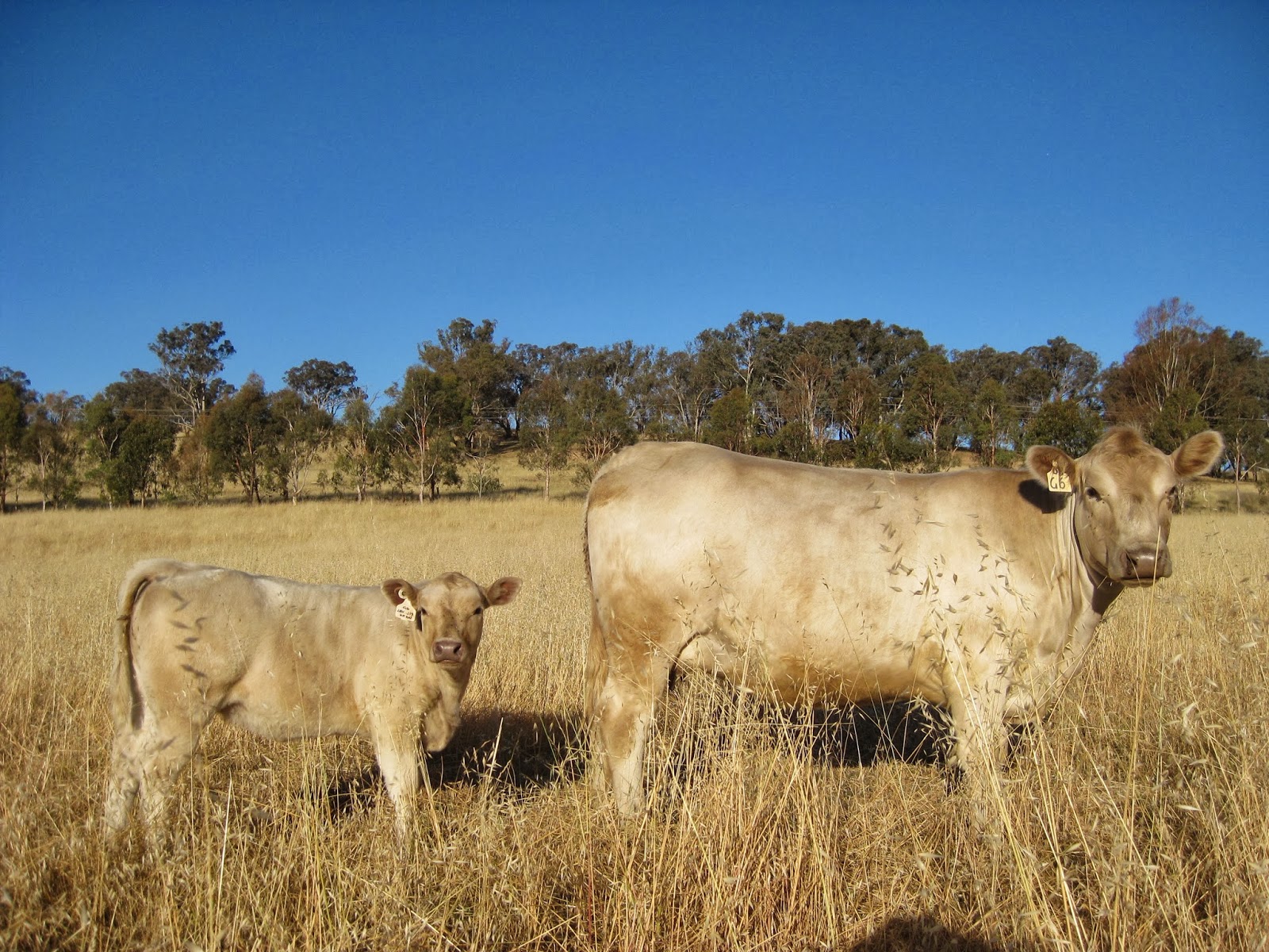 JAVID SQUARE MEATERS CATTLE STUD: FEMALES