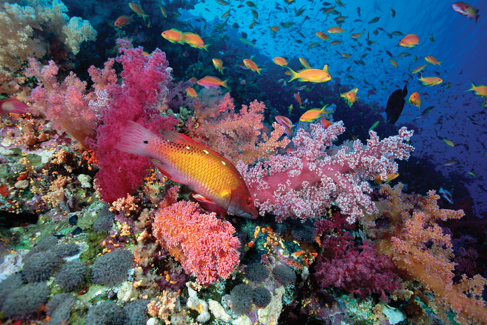 BLOG DO PROFESSOR MARCIANO DANTAS: OS RECIFES DE CORAL