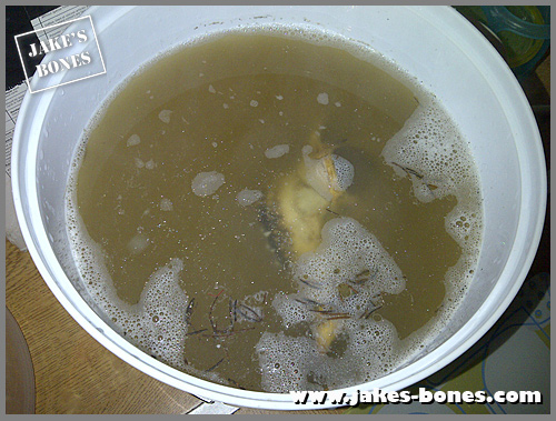 My common European gruffalo skull : Jake's Bones