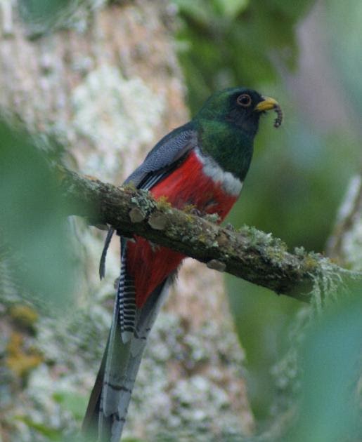 Variety of Life: Trogonidae