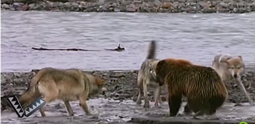 Oso se peleó con cuatro lobos por comida ~ Lo mas graciosos y ...