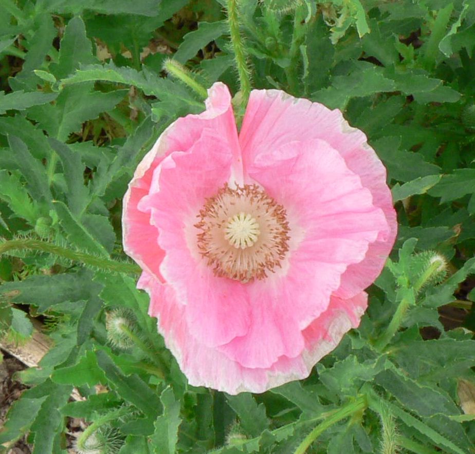 Visit My Garden: Annual Poppies