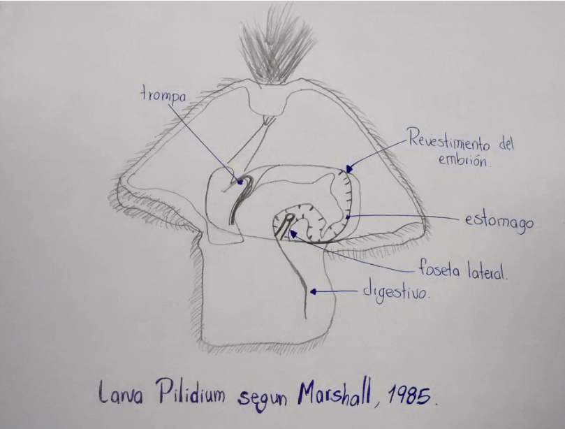 Gustavo Contreras Cuevas Biologia 102: Larva Pilidium