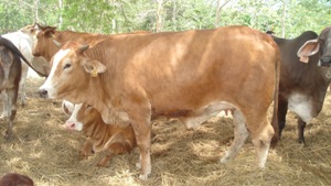 UPTD Pembibitan Ternak Bantaeng: Pembibitan Sapi Potong