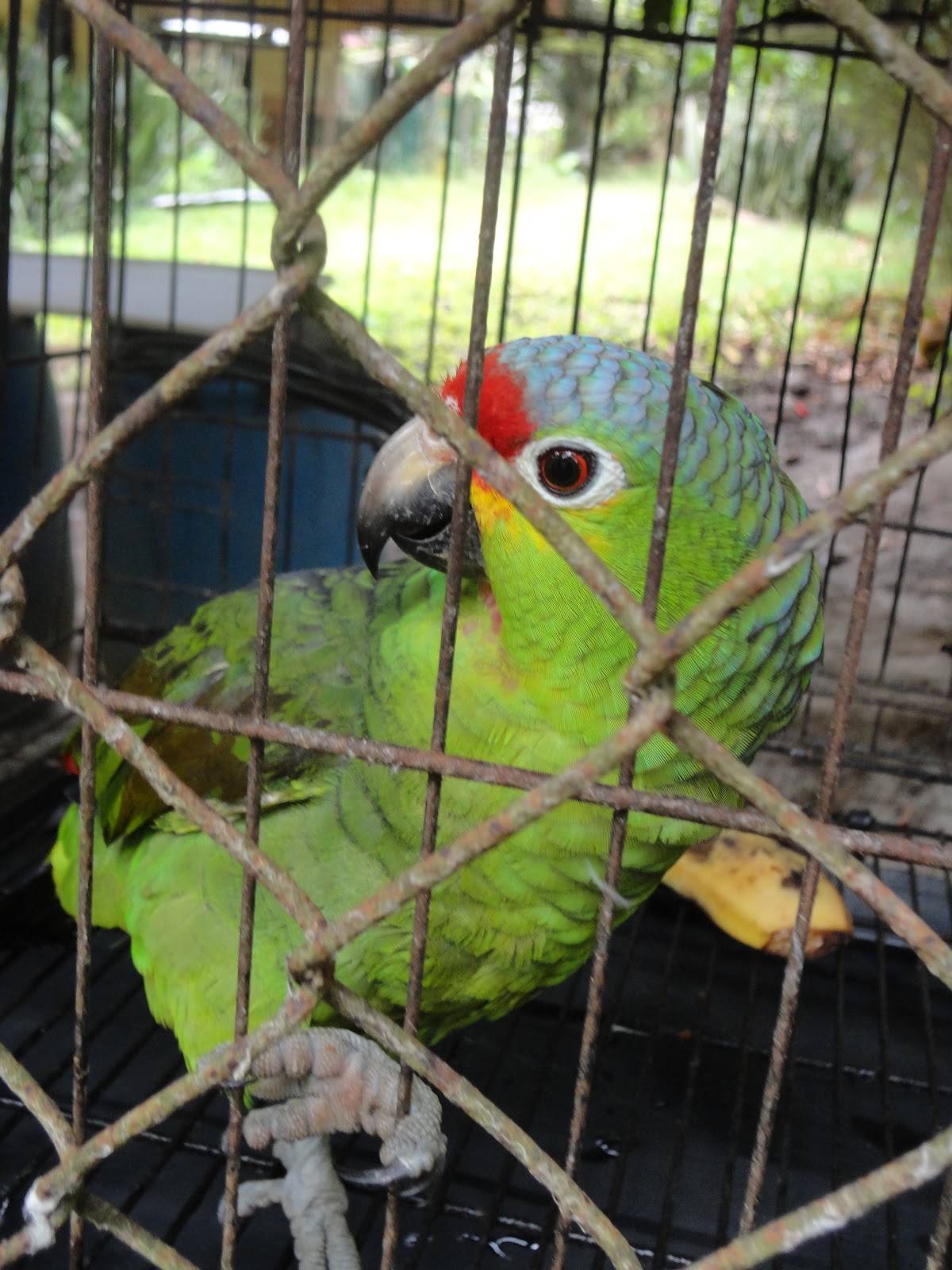 Costa Rica Kisa: Trip to San Carlos to a Costa Rican Zoo/ Rescue Center
