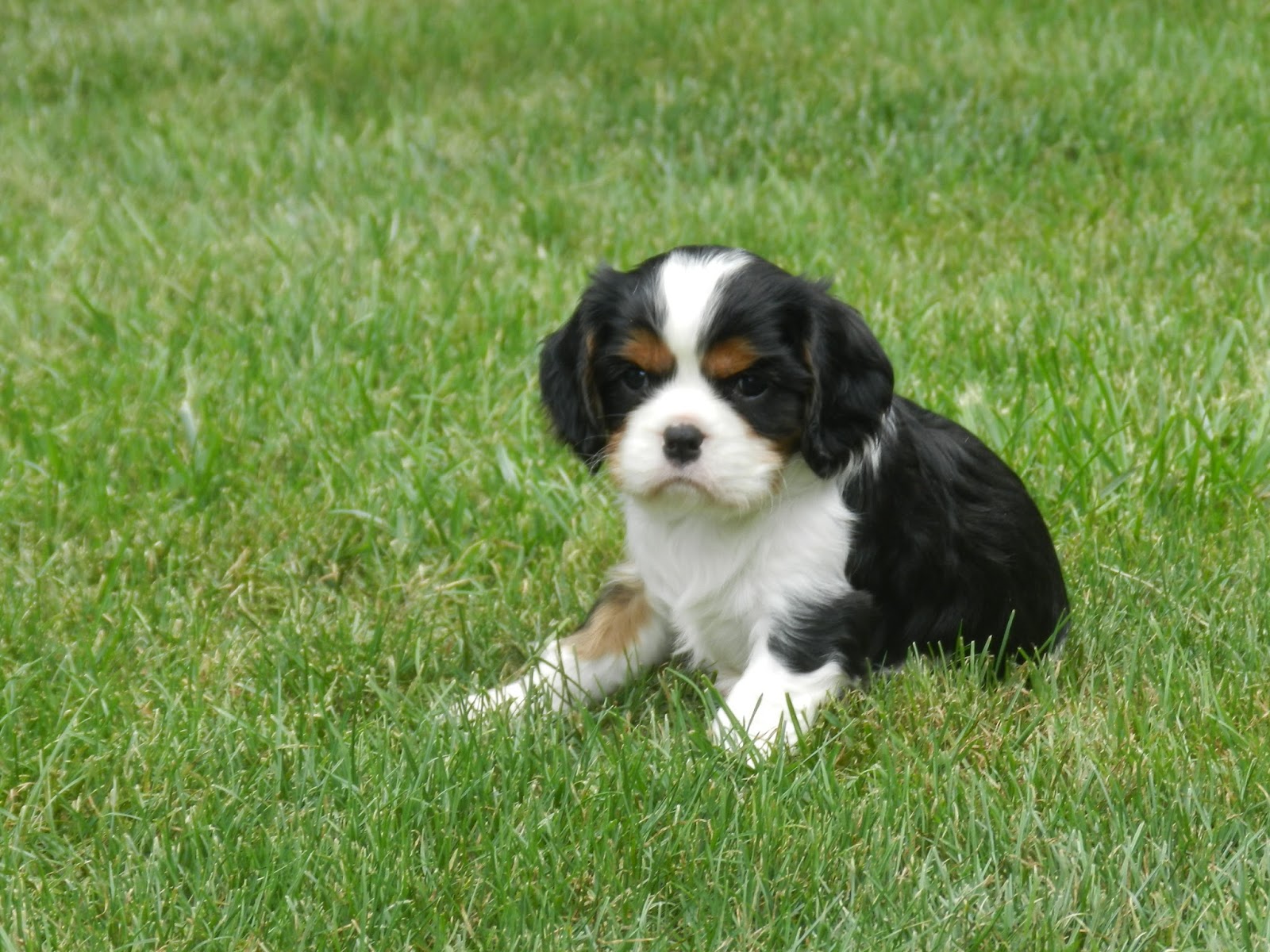 Cavalier King Charles Spaniel Puppies: 7 Weeks Old