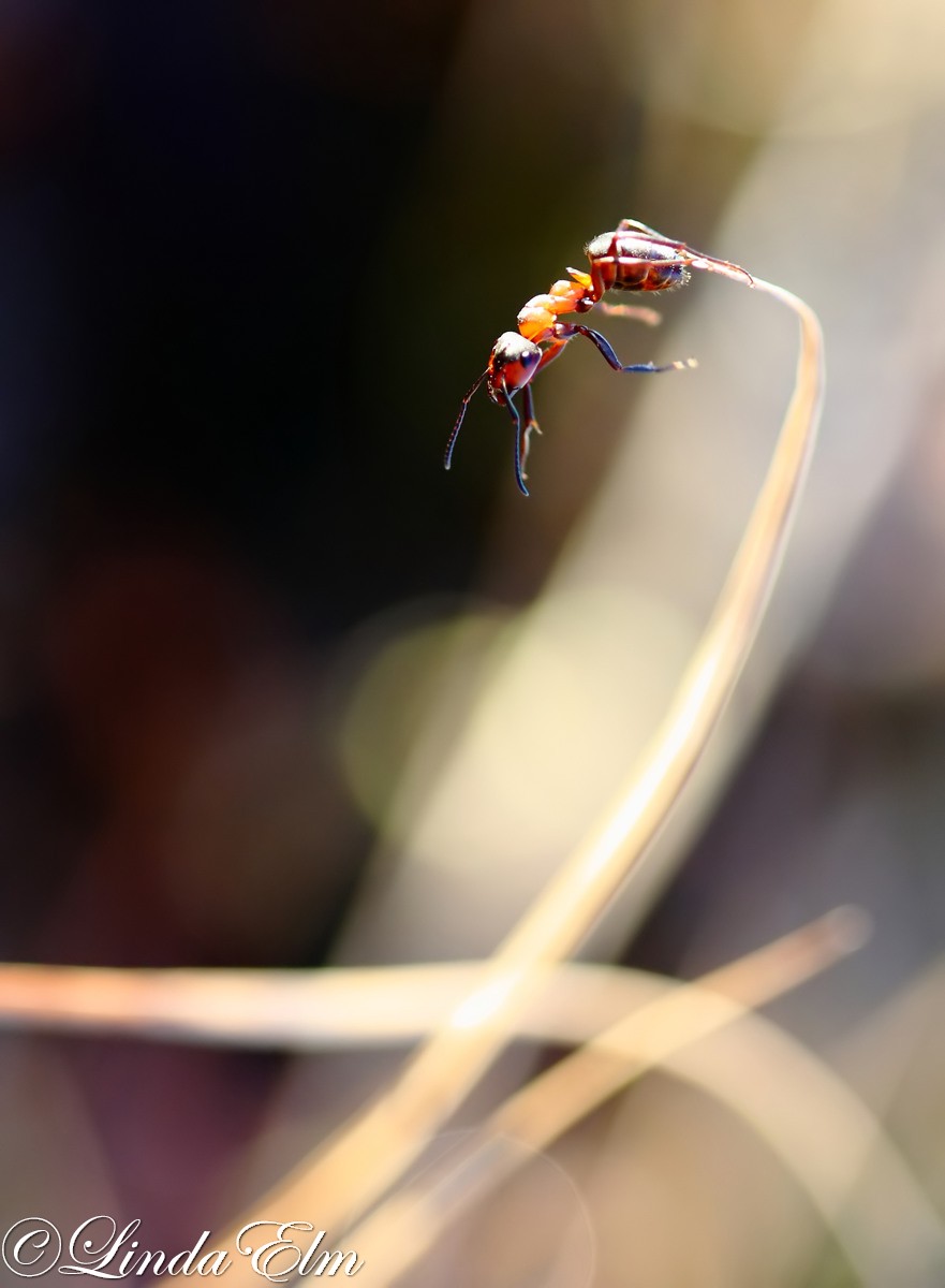 Fotograf LindaElm: Badande myror - Swimming ants
