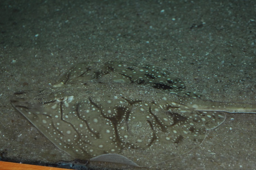 ZOOTOGRAFIANDO (6.057 ANIMALS): RAYA MOSAICO / UNDULATE RAY (Raja undulata)