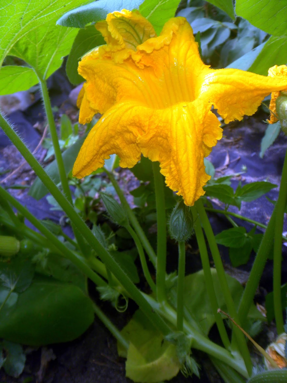 Scirpidiella's Plants: Wild squash species (Cucurbita sp. div.)