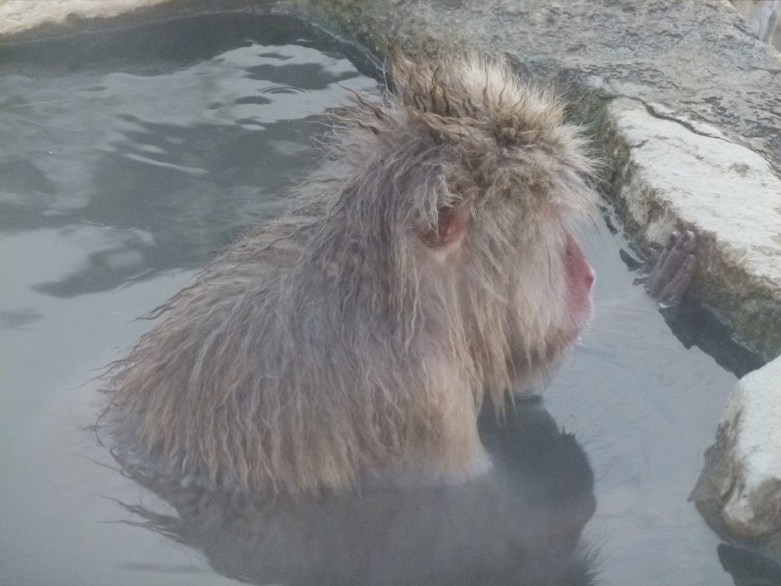 Japońskie makaki jeszcze raz, czyli małpy w kąpieli