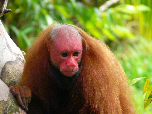 El ojo del buitre: Monos - Cacajao (Cacajao)