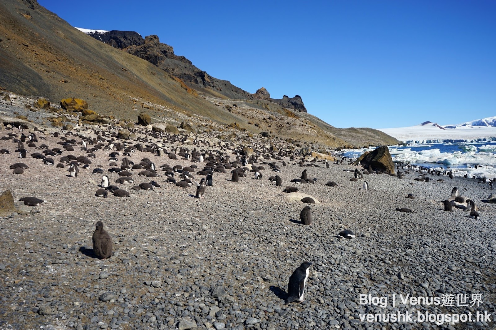Venus遊世界: Day 11 南極第二站上篇──布朗海崖Brown Bluff