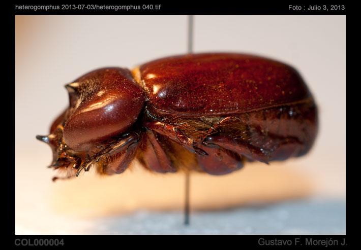 Coleoptera de Ecuador: Heterogomphus sp. (COL000004)
