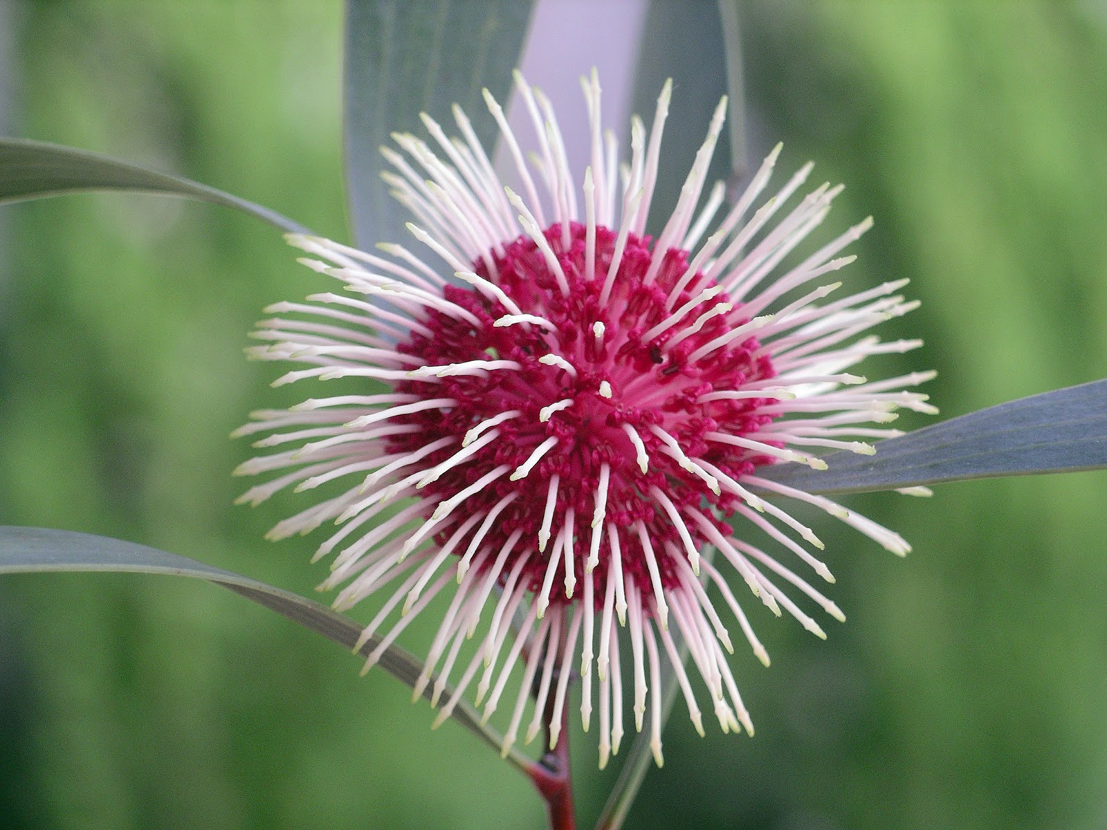 Hakea - Flowers