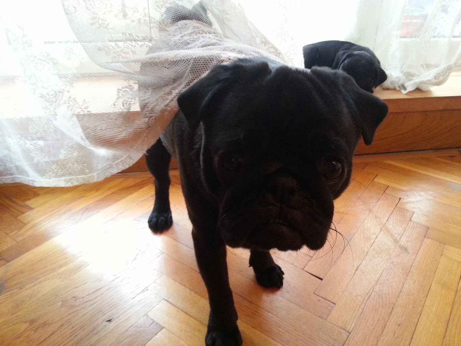 Dogs+Ballet: Dogs, pugs, dancers and ballet: some common things
