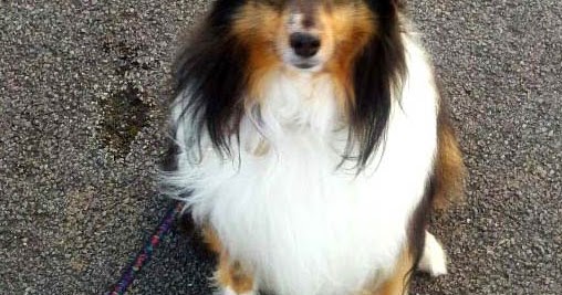 Four legged friends (and enemies): New York: Judge orders Sheltie named ...