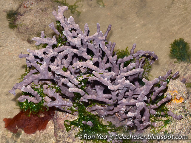 tHE tiDE cHAsER: Sponges (Phylum Porifera) of Singapore