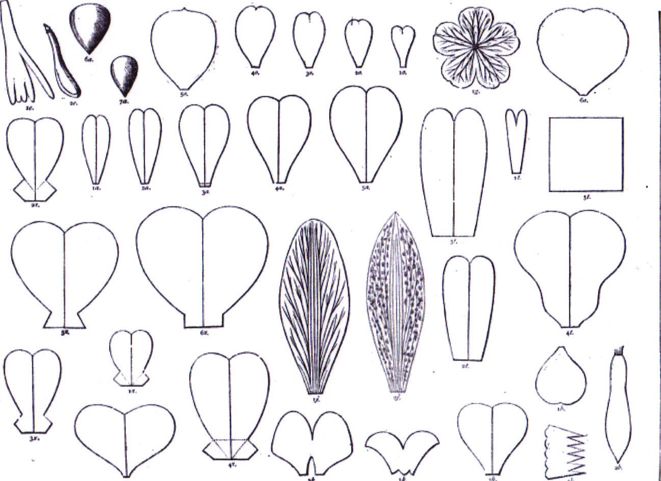 Paper Flowers, Paper Flower Patterns, Flower Template