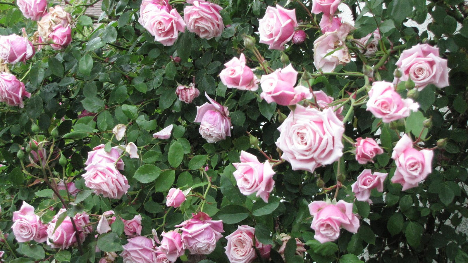 Rothenblog: Strauchrose Errötendes Mädchen in Blüte und Duft