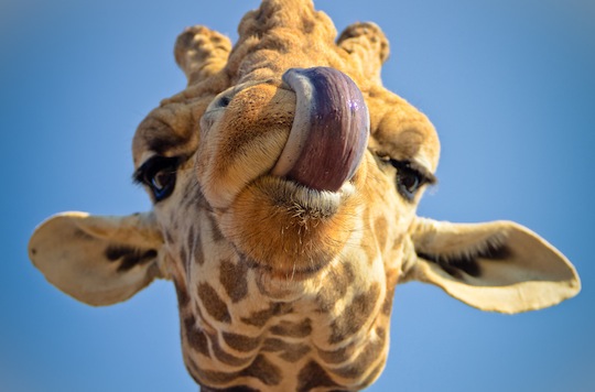 In the jungle: La jirafa.