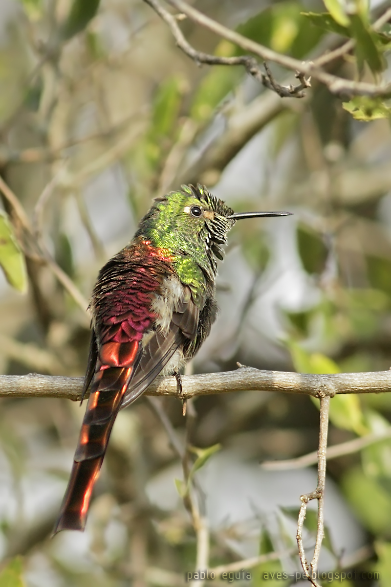 mis fotos de aves: Sappho sparganurus Picaflor Cometa Red-tailed Comet