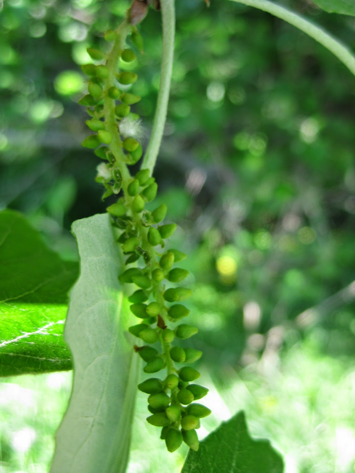 Trees of Santa Cruz County: Populus alba - White Poplar