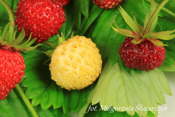 Zielona Chata: Różne odmiany poziomek