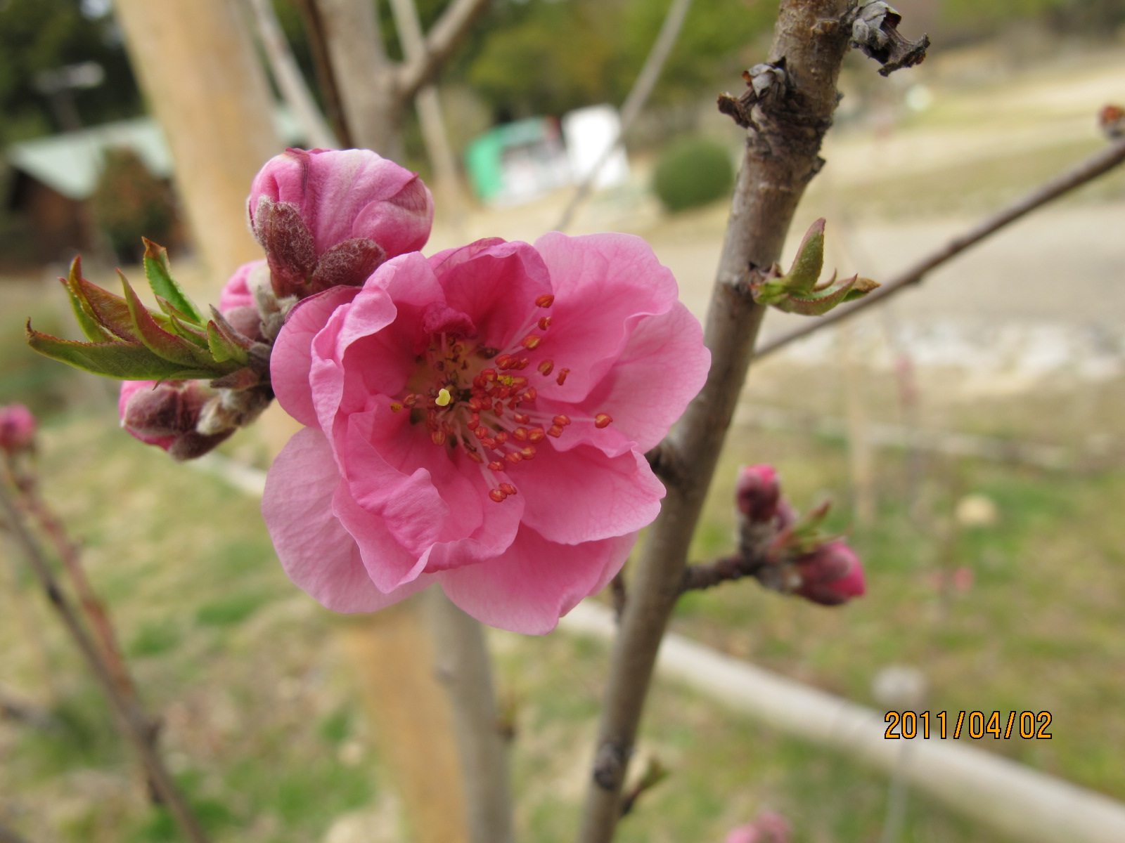 Softs e Receitas: Flores de Umeboshi-O que é Umeboshi?