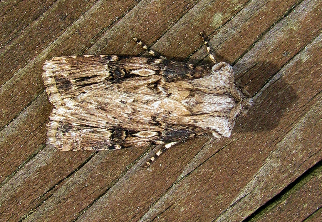 LEPIDOPTERA from Home: Agrotis catalaunensis