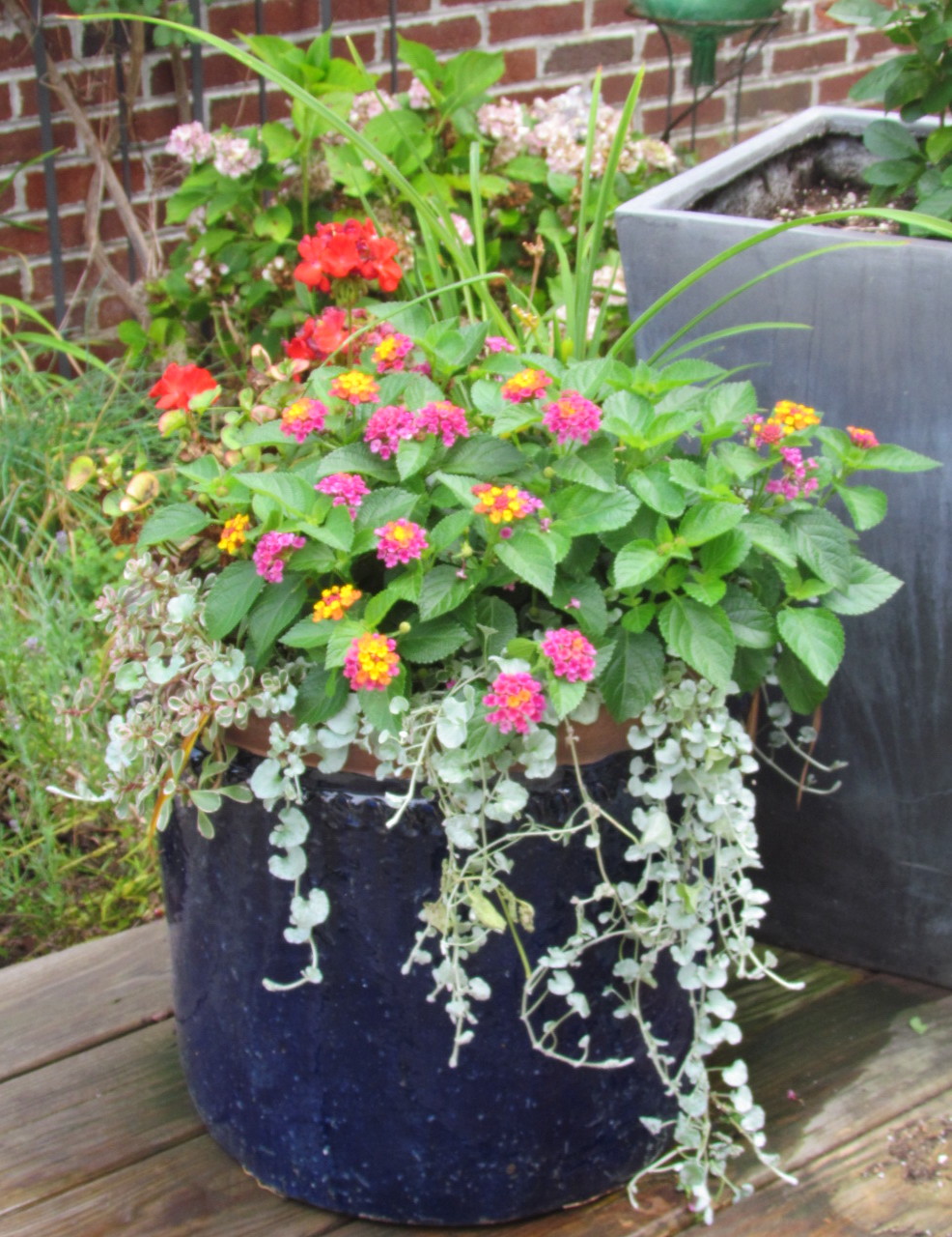 The Gardener of Eden: The Home Garden Mid-July