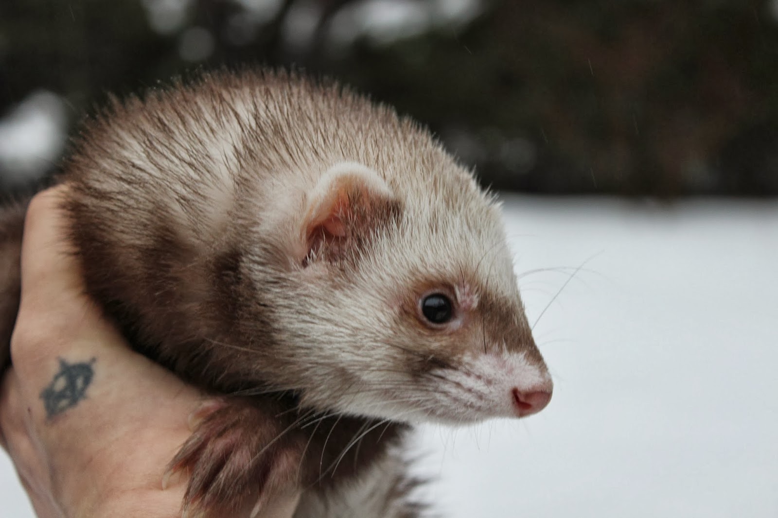 Viimeiset lumiset kuvat | Taskuvarkaani frettiblogi