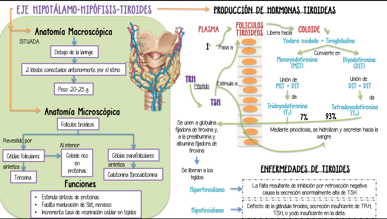 Fisiología Médica: EJE HIPOTÁLAMO-HIPÓFISIS-TIROIDES