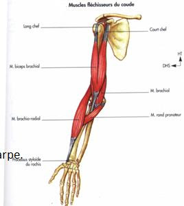 Un médecin du sport vous informe: Le coude traumatique du sportif