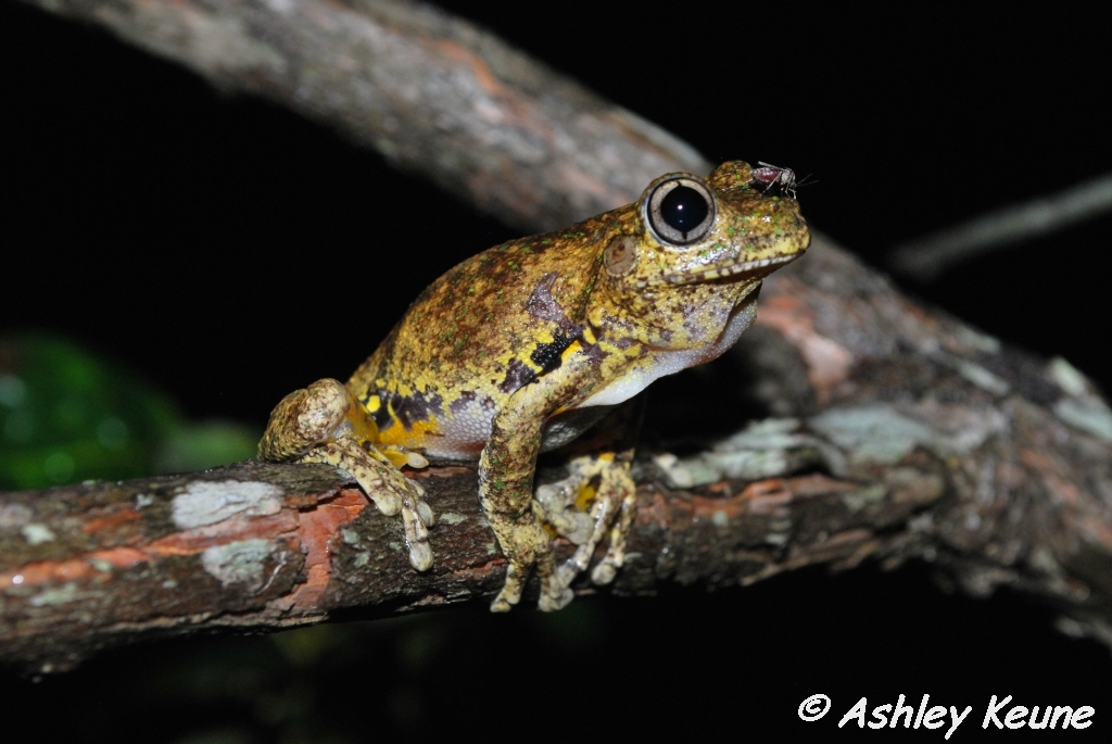 Australian Frogs Photography: KEUNEA PHOTOGRAPHY: Frogs of Coles Creek