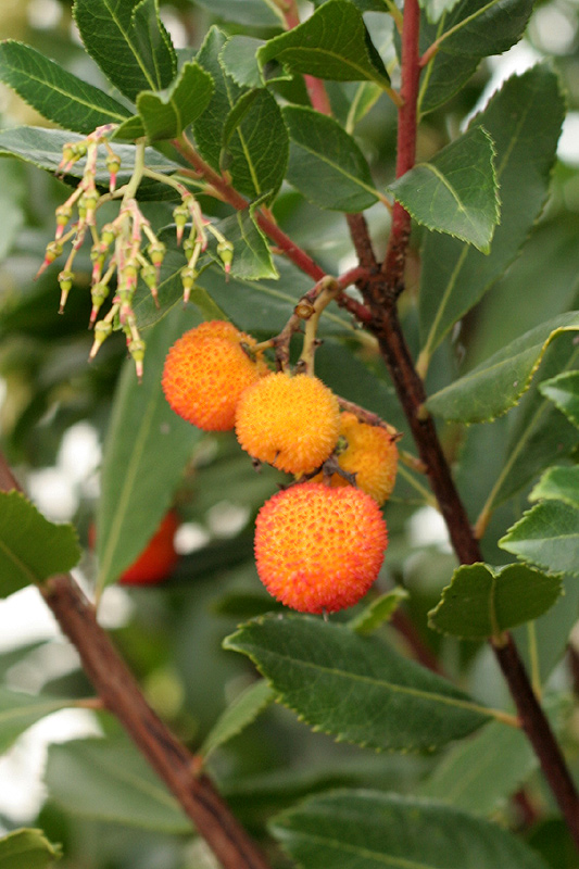 The Proud Garden: Corbezzolo / Strawberry Tree