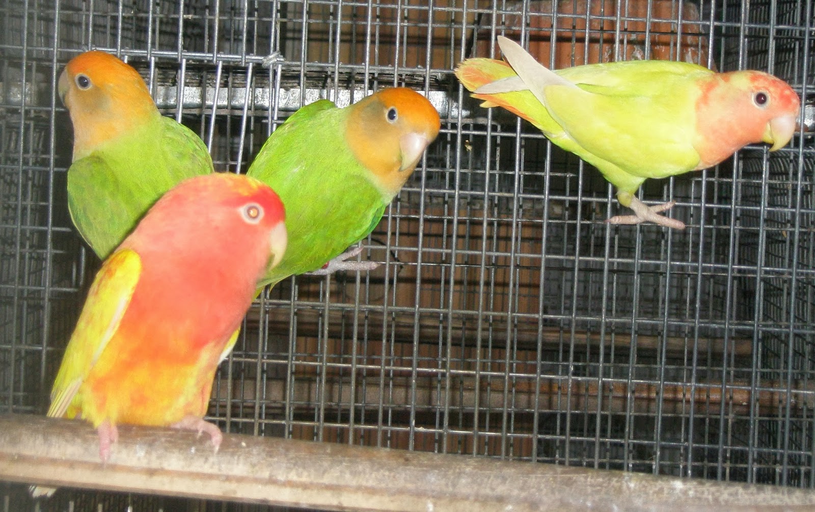 Aves da Vera e do Ricardo