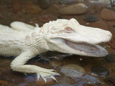 White Wolf : An extremely rare albino alligator is taking up residence ...