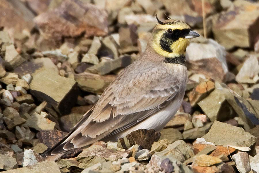 Bird Guide: Birds of Morocco - Part One