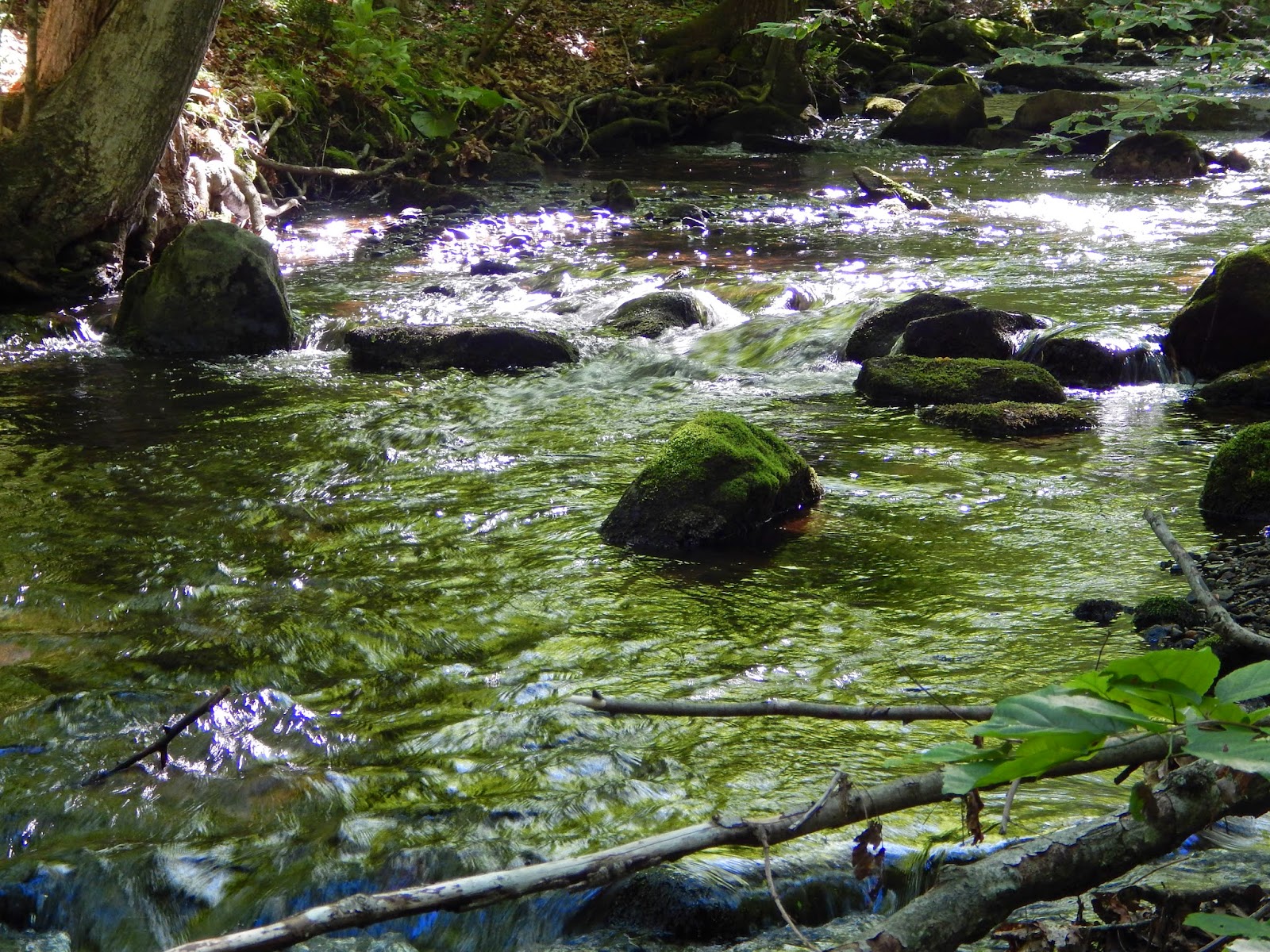Small Stream Reflections: A "Mini Wilderness" Stream.