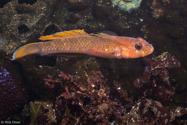 Mick's marine biology: Fish of Vancouver Island - some under threat of ...