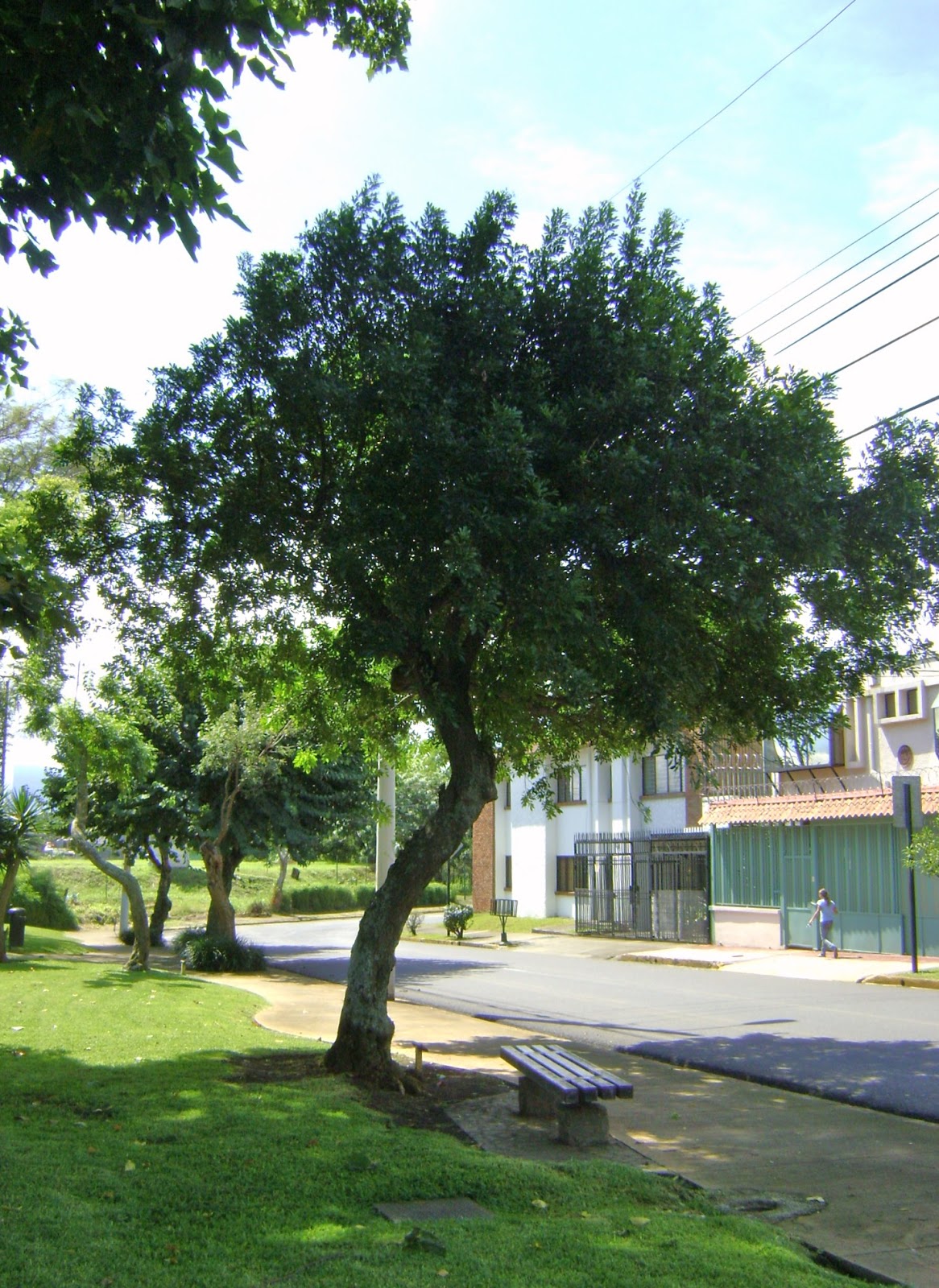 La Basque Bondissante: Mata siguaraya.