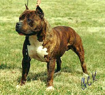 Hard nut to crack: Colores AMSTAFF