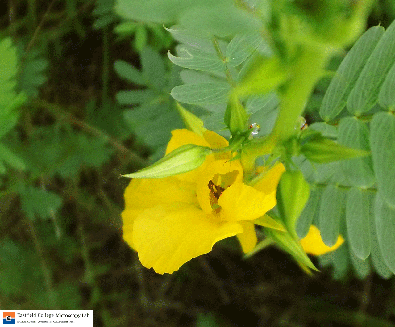 M. Gans Research Blog: Trinity River Audubon Center - June 28, 2013
