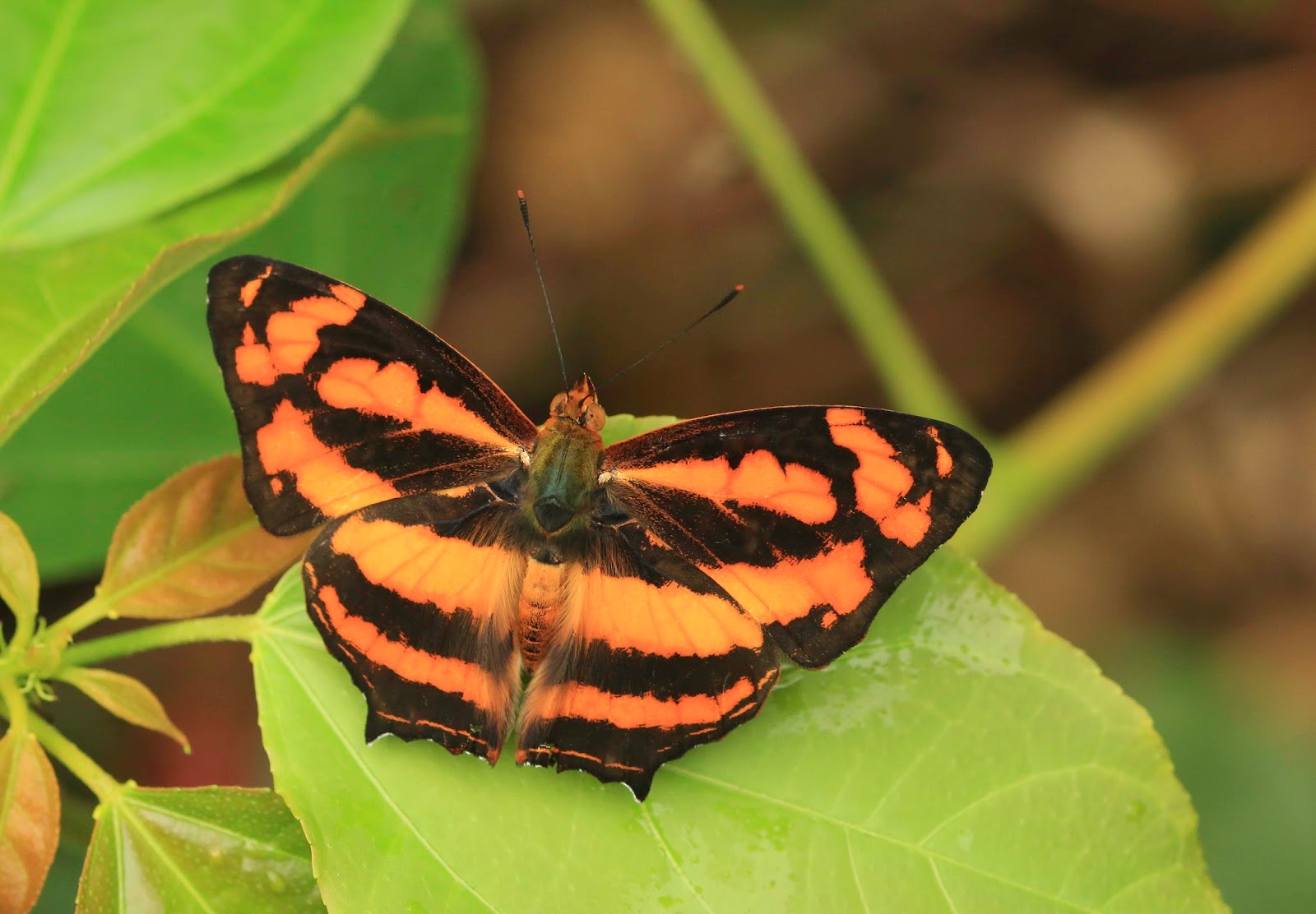 Butterflies of Vietnam: 40. Symbrenthia lilaea (The Common Jester)